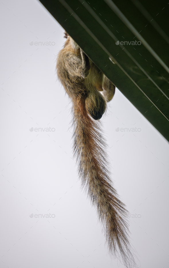 squirrel's nut hanging from the roof, underside parts of the squirrel ...