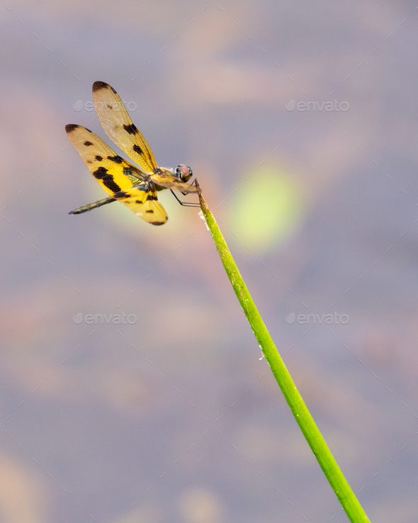 Common picture wing dragonfly perch on the edge of a stick above the ...