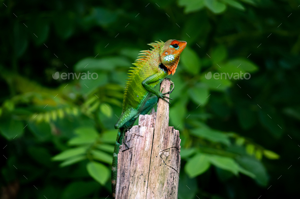 Green and an orange vivid color garden lizard on a wood pole looking so ...
