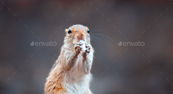 Cute young female squirrel holding rice in both hands, facing front to ...