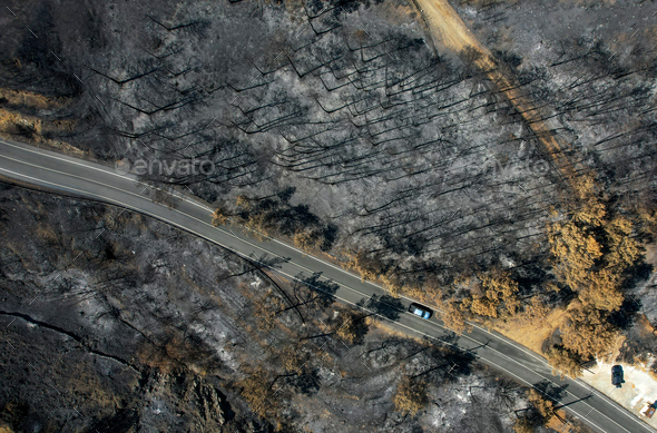 Road passing through a burned forest. Nature disaster forest fire ...