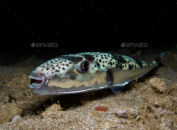Invasive toadfish Lagocephalus sceleratus from Cyprus Stock Photo by ...