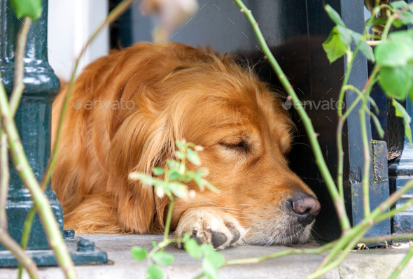 Furry brown dog laying and sleeping outdoors Stock Photo by Cebas ...