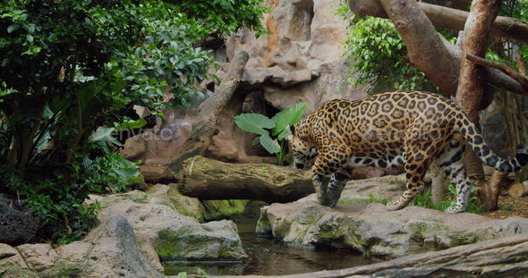 Wild adult jaguar walking moving along river. Sad predator in captivity ...