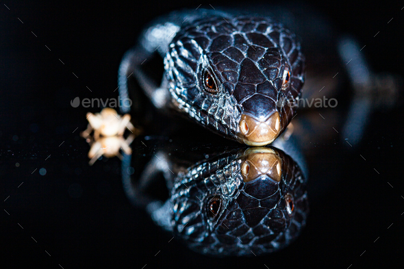 Black blue tongued lizard in dark shiny mirror environement Stock Photo ...