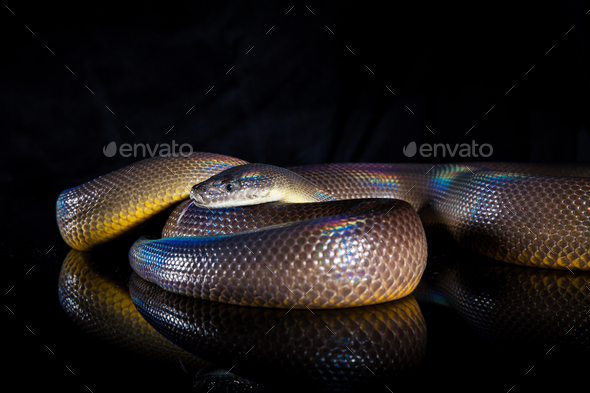 Single Rainbow Serpent Water Python - Liasis fuscus - isolated on black ...