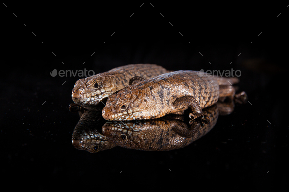 Pair of Cunningham skinks - Egernia cunninghami - skink species ...