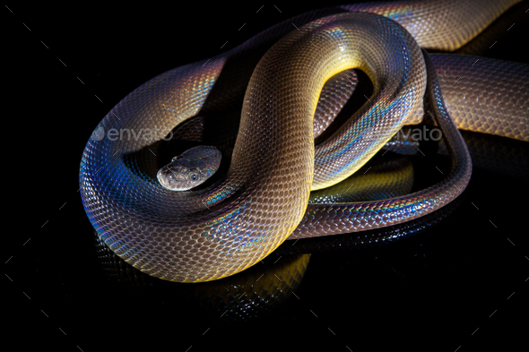 Single Rainbow Serpent Water Python - Liasis fuscus - isolated on black ...