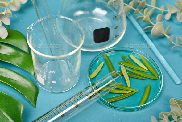 Natural drug research, Plant extraction in scientific laboratory ...