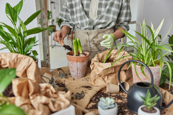 Cropped view of unrecognizable female florist replants green leafy ...