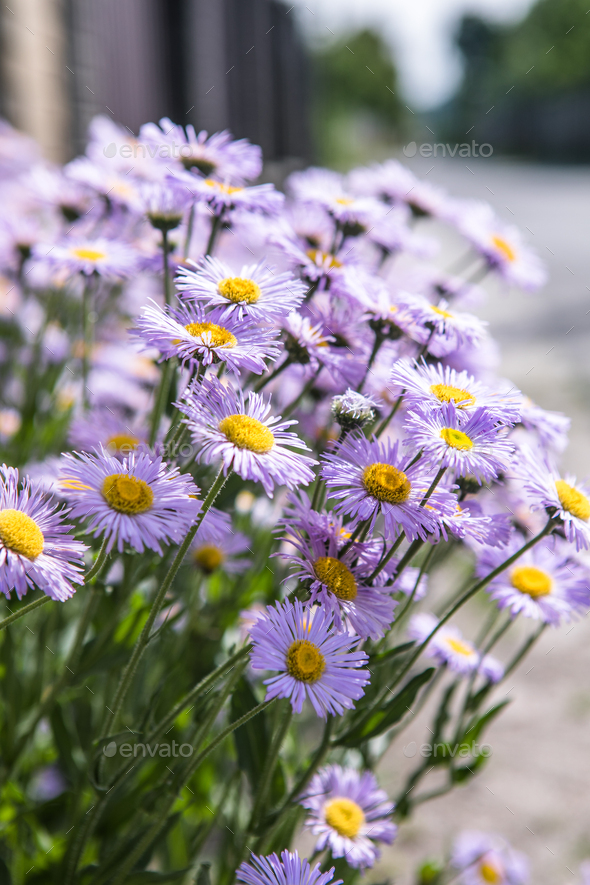 Purple Daisy sunrise flower Nature background. Chamomile spring meadow ...