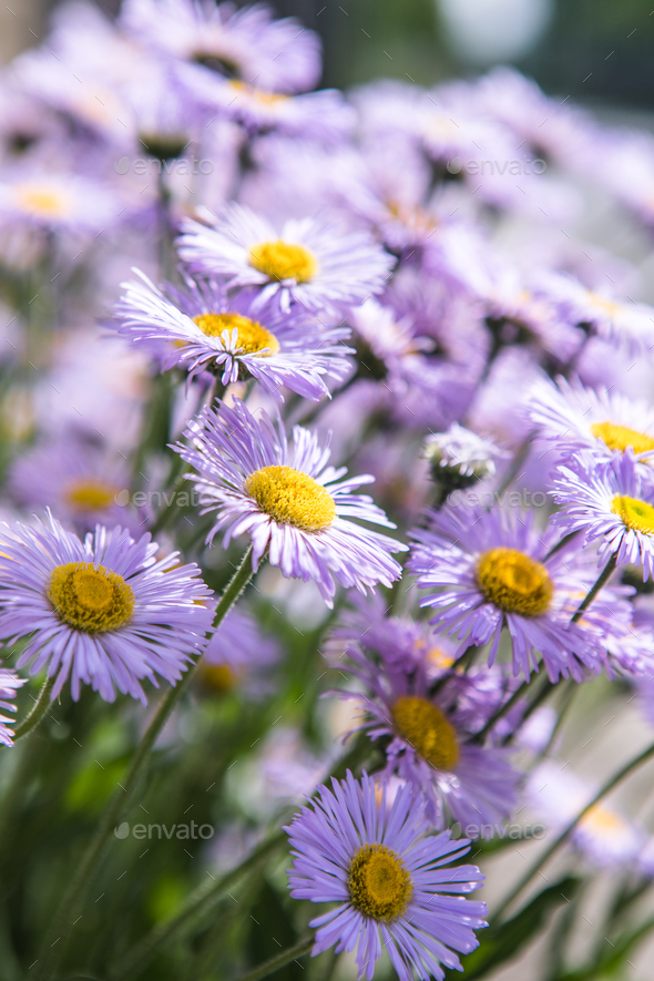 Purple Daisy sunrise flower Nature background. Chamomile spring meadow ...