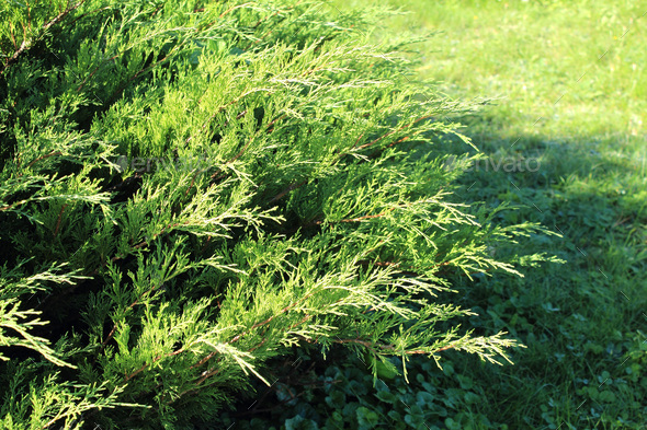 Green ornamental bush in the landscape design of the park on a summer ...