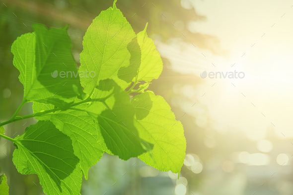 Green leaves tree plant leaf sun light for oxygen carbon dioxide ...