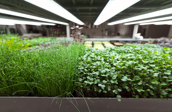 Close up containers with different types of microgreens in the ...