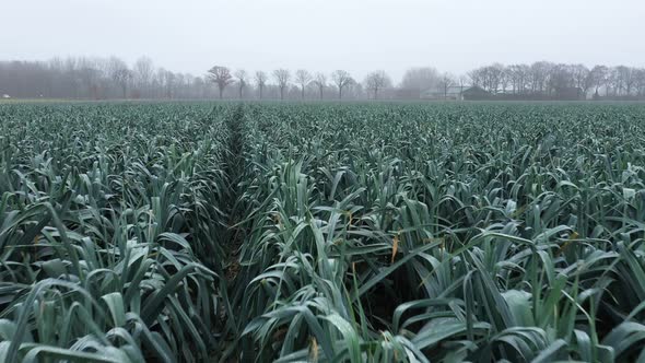 Aerial view of a very large field of winter leek that has a glaucous ...