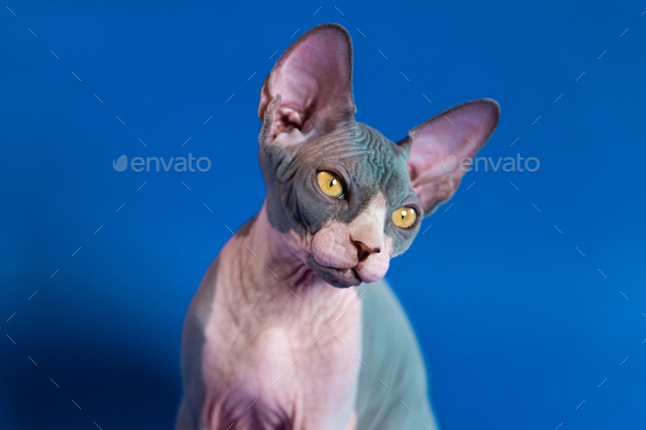 Close-up view of luxury kitten of Sphynx Hairless breed on blue ...
