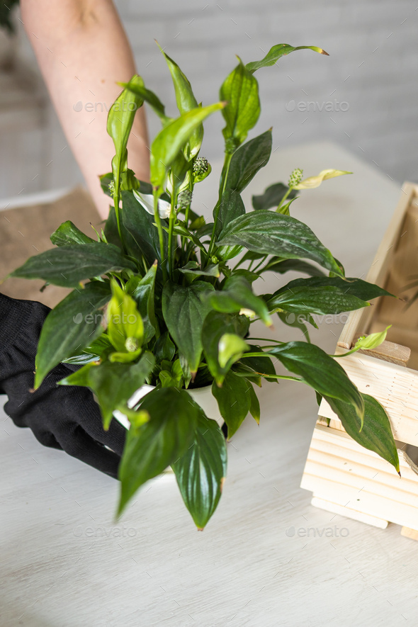 Spring houseplant care, close-up repotting houseplants. Waking up ...