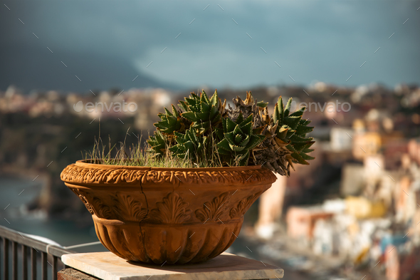 Mediterranean cactus on the old italian houses in Procida island, Italy ...