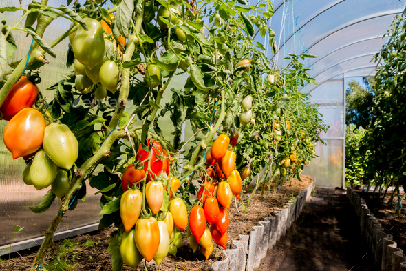 growing tomatoes in a greenhouse Stock Photo by alesiaa3 | PhotoDune