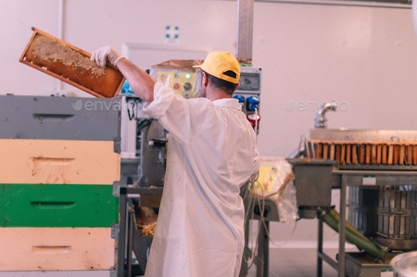 back view of a worker man in a honey factory Stock Photo by carlo_p