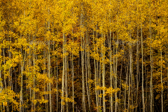 Thin trees growing in a dense forest Stock Photo by wirestock | PhotoDune