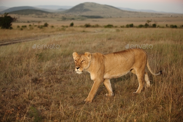 Lioness Walking