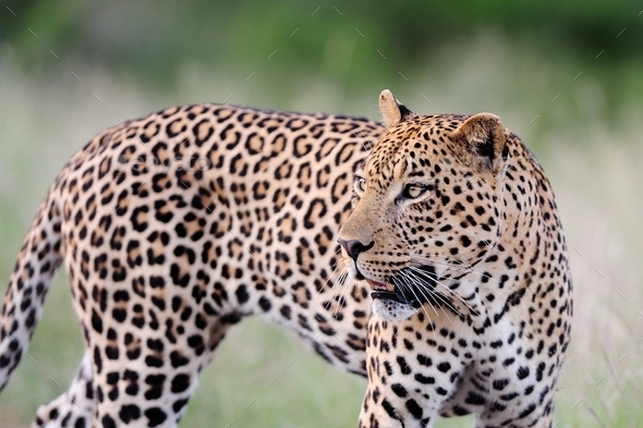 Selective focus shot of a magnificent African leopard with a blurred ...