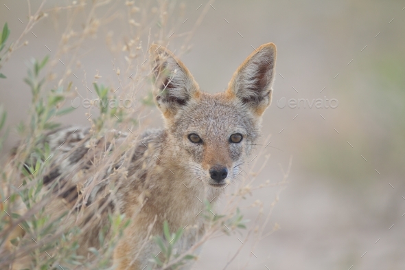 Cute little sand fox captured in the middle of the desert Stock Photo ...
