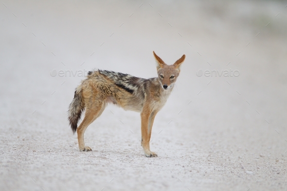 Magnificent sand fox standing in the middle of the desert Stock Photo ...