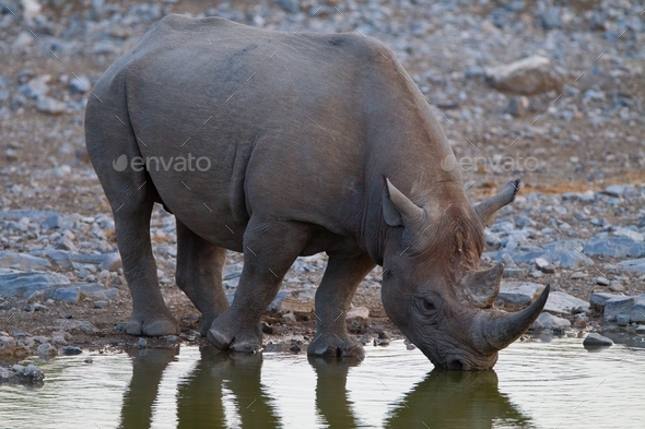 Magnificent rhinoceros drinking water from a lake in the jungle Stock ...