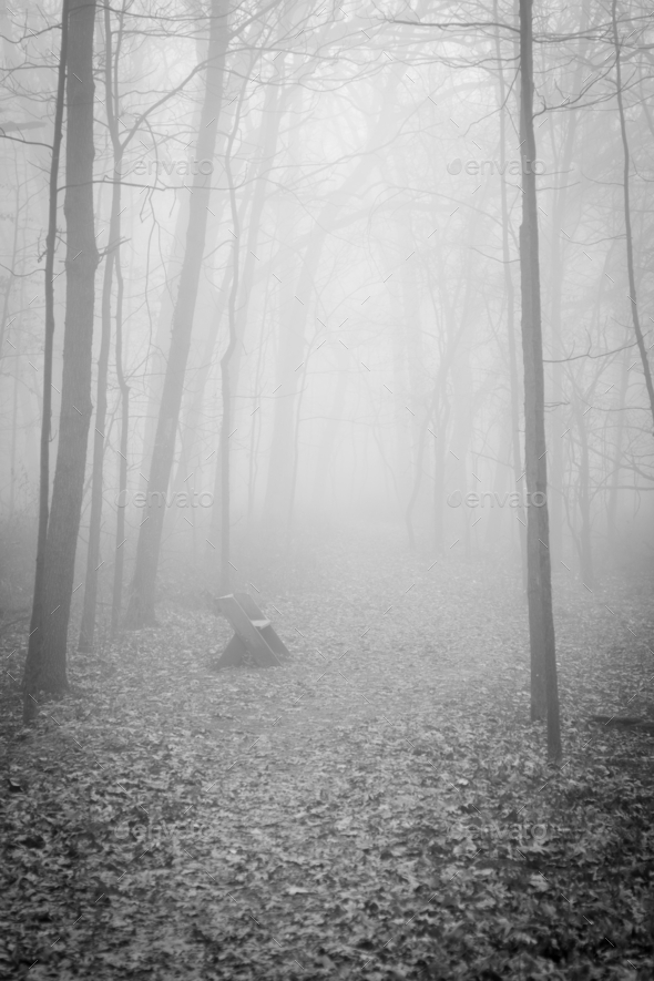 Vertical shot of a mysterious eerie scenery of a forest enveloped in fog - horror concept Stock ...