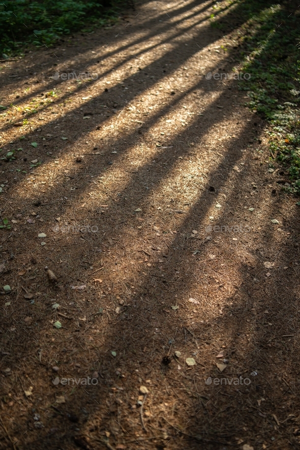 Pathway covered in leaves and branches under sunlight and tree shadows ...