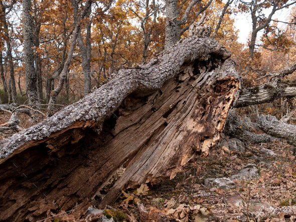 Fallen Hollow Log