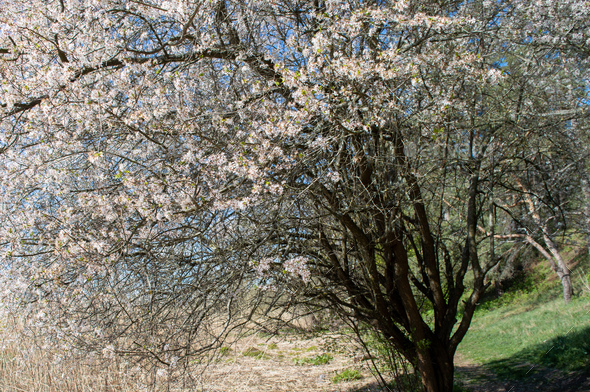 Caucasian olum tree in bloom growing inthe wild in spring Stock Photo ...