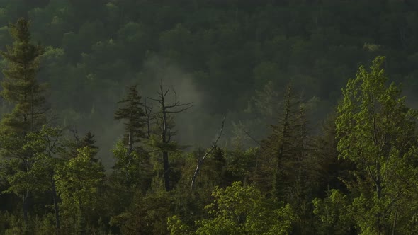 Aerial shot tracking through treeline of dense forest with fog, Stock ...