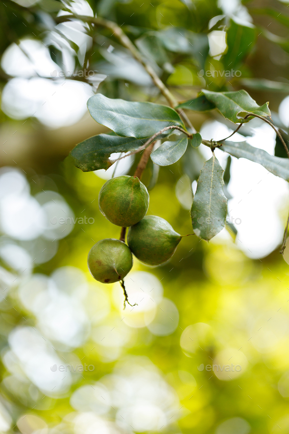 Macadamia nuts ready for harvesting Stock Photo by freedomnaruk | PhotoDune