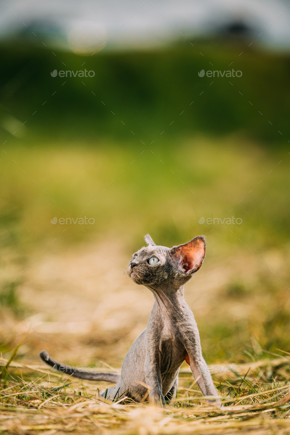 Funny Young Gray Devon Rex Kitten In Grass. Short-haired Cat Of English ...