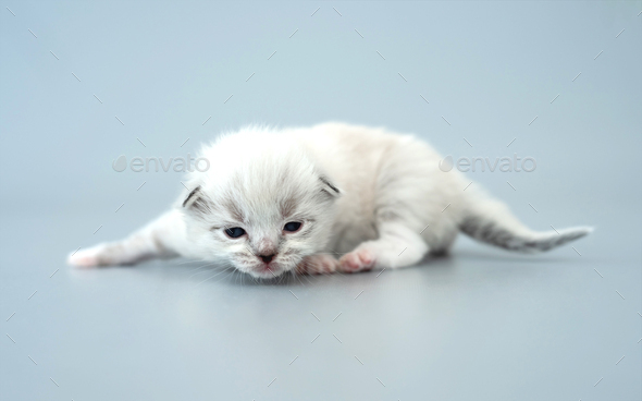 Ragdoll kittens isolated on light blue background Stock Photo by tan4ikk