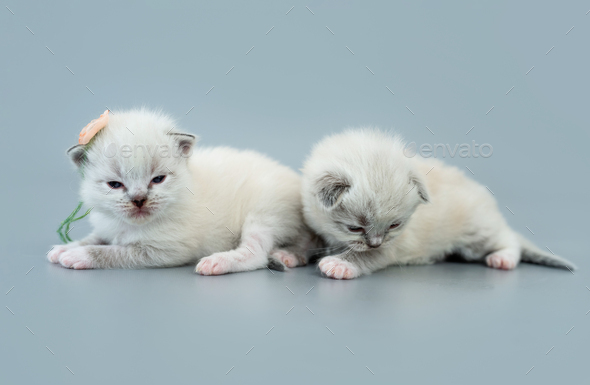 Ragdoll kittens isolated on light blue background Stock Photo by tan4ikk