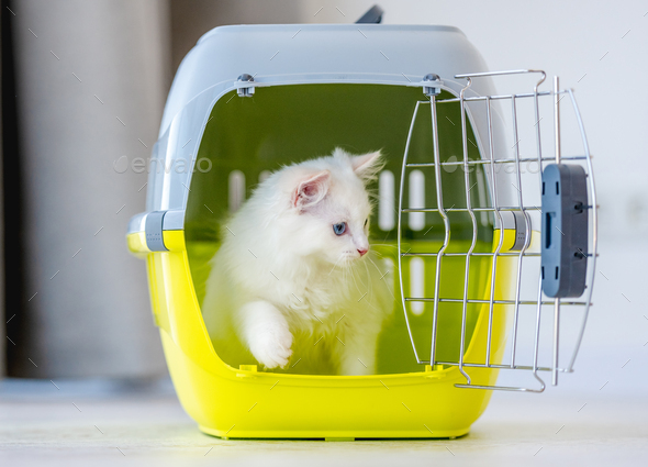 Ragdoll cat inside carrying Stock Photo by tan4ikk | PhotoDune