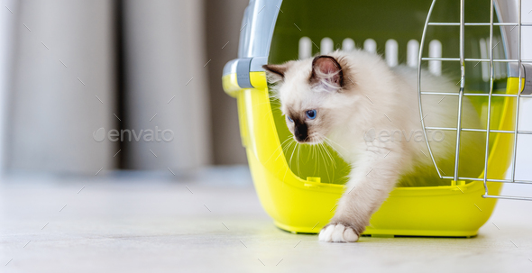 Ragdoll cat inside carrying Stock Photo by tan4ikk | PhotoDune