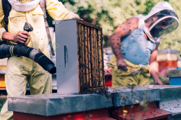 honey production and bees keeping - beekeeper using blower on bees nest ...