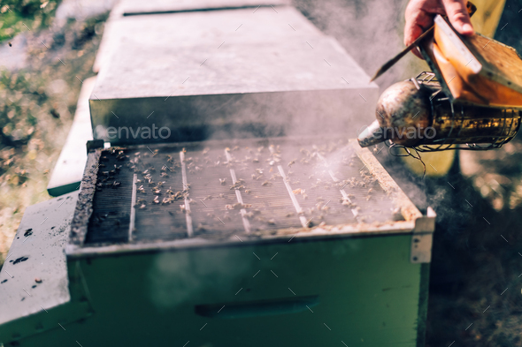honey production and bees keeping - using smoker on beehive Stock Photo ...