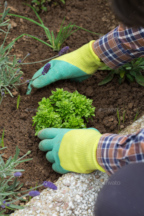 Farmer gardener hands in gloves planting herbs Stock Photo by ...