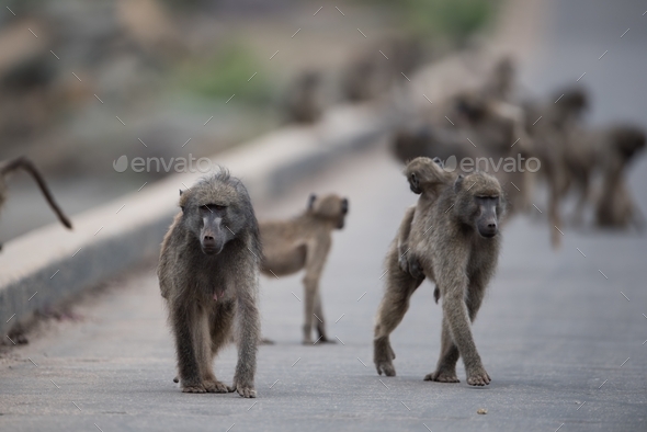 Group of baboon monkeys walking on the road with a blurred background ...