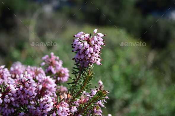 Mediterranean Heath shrub, Erica multiflora, with flowers in bloom in ...