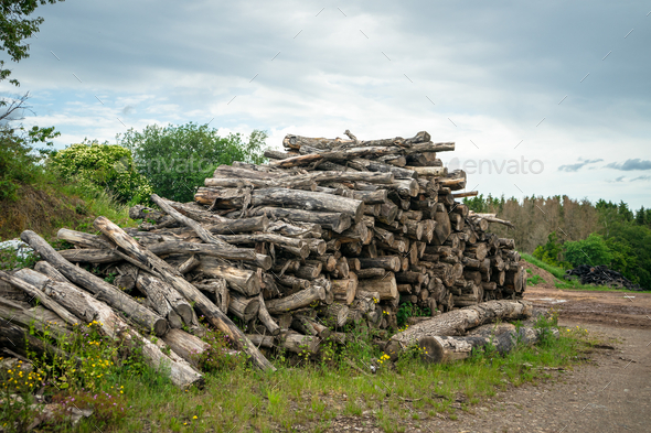 Stack of tree lumber surrounded by greenery under a cloudy sky at ...