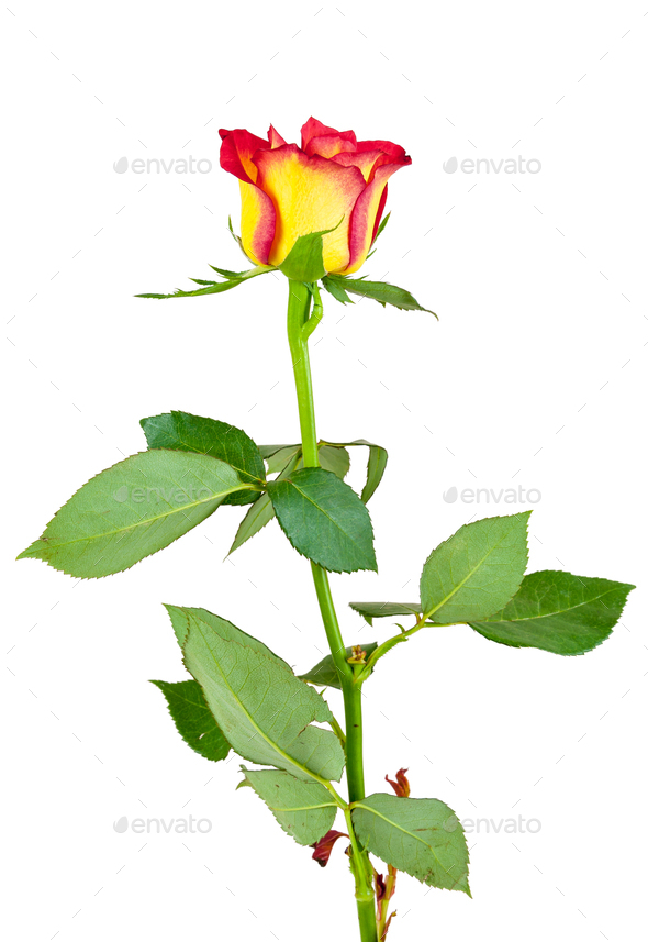 Red yellow rose flower on white background Stock Photo by mkos83 ...
