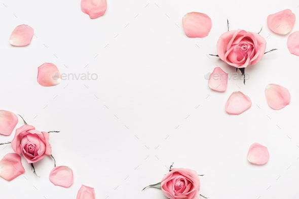 Pastel pink roses frame on white background. Beautiful flower ...